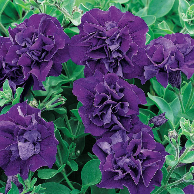 Surfinia Double Blue - J Parker Dutch Bulbs