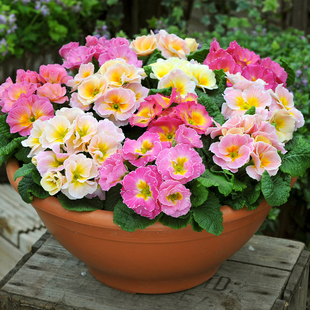 Primula Sweetheart Mix - JParkers