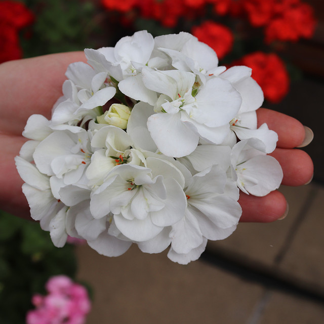 Geranium Grandeur Power White | J Parker Dutch Bulbs