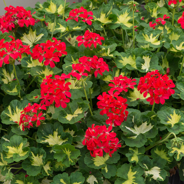 Geranium Happy Thought Red | J Parker Dutch Bulbs