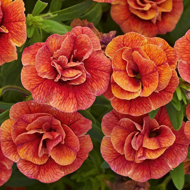 Calibrachoa Calita Double Orange | J Parker Dutch Bulbs