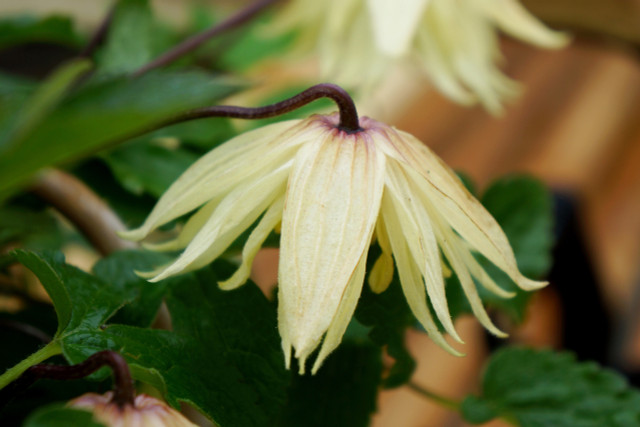 Buy Clematis koreana Amber | J Parker Dutch Bulbs