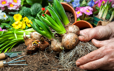 Gardening for Beginners: How to Plant Bulbs in Pots - JParkers