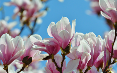 How to make pickled Magnolia blooms - JParkers