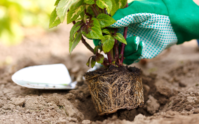 How to Plant Plug Plants - JParkers