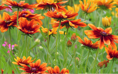 What to do in the Garden in September - JParkers