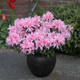 Azalea Pink Spider P10.5 - JParkers