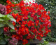 Buy Begonia Multiflora Flamboyant | J Parker Dutch Bulbs