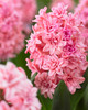 Hyacinth Spring Beauty 1 | J Parker Dutch Bulbs