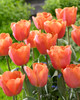 Buy Tulip Jimmy at jparkers.co.uk