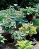 Hosta Mixed | J Parker Dutch Bulbs