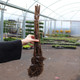 Buy Raspberry Malling Jewel (Mid Season) - J Parker Dutch Bulbs