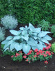 Buy Hosta Canadian Blue - J Parker Dutch Bulbs
