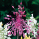 Buy Allium Fireworks Bulbs | J Parker Dutch Bulbs