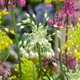 Buy Allium Fireworks Bulbs | J Parker Dutch Bulbs