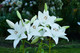 Lily Bright Diamond - J Parker Dutch Bulbs