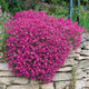 Aubrieta Cascade Red (7cm Module Plants) | J Parker Dutch Bulbs