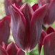 Tulip Havran | J Parker Dutch Bulbs