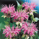 Buy Monarda 'PrÍrienacht' | J. Parker's