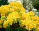 Buy Azalea Mollis Anneke Shrub | J Parker Dutch Bulbs