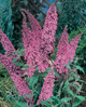 Buy Buddleia Pink Delight | J Parker Dutch Bulbs