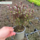 Buy Hebe Caledonia | J Parker Dutch Bulbs