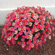 Argyranthemum aramis bicolour Collection - JParkers