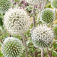 Echinops sphaerocephalus 'Arctic Glow' - JParkers