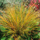 Grass Ornamental Collection x 5 (7cm Pot) - JParkers