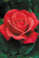 Fragrant HT Rose Collection - JParkers