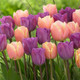 Buy Tulip Magic Lavender/Mango Charm | J. Parker's