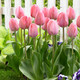 Buy Tulip Van Eijk Collection at jparkers.co.uk