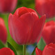 Buy Tulip Van Eijk Collection at jparkers.co.uk
