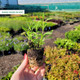 10 Free Dwarf Lavender Munstead - JParkers