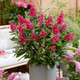 Buy Buddleia d. Butterfly Candy Little 'Raspberry' (Red) | J. Parker's