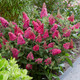 Buy Buddleia d. Butterfly Candy Little 'Raspberry' (Red) | J. Parker's