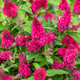 Buy Buddleia d. Butterfly Candy Little 'Raspberry' (Red) | J. Parker's