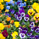 Buy Pansy Masterpiece (Rococo) Mix | J. Parker's