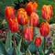 Tulip Fire Queen 11/12cm | J. Parker's
