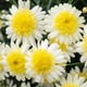 Shop Argyranthemum aramis Double Lemon | J. Parker's