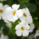 Shop Bacopa Megacopa White | J. Parker's