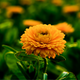 Shop Calendula Neon Seeds | J. Parker's
