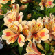 Alstroemeria Inticancha Sunset (Compact Habit) - JParkers