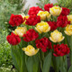 Buy Tulip Estatic at jparkers.co.uk