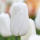 Buy Tulip Maureen at jparkers.co.uk