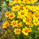 Buy Coreopsis Solar Mellow at jparkers.co.uk