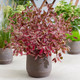 Buy Cornus Miracle at jparkers.co.uk