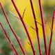 Buy Cornus Miracle at jparkers.co.uk