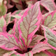 Buy Cornus Miracle at jparkers.co.uk