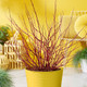 Buy Cornus Miracle at jparkers.co.uk